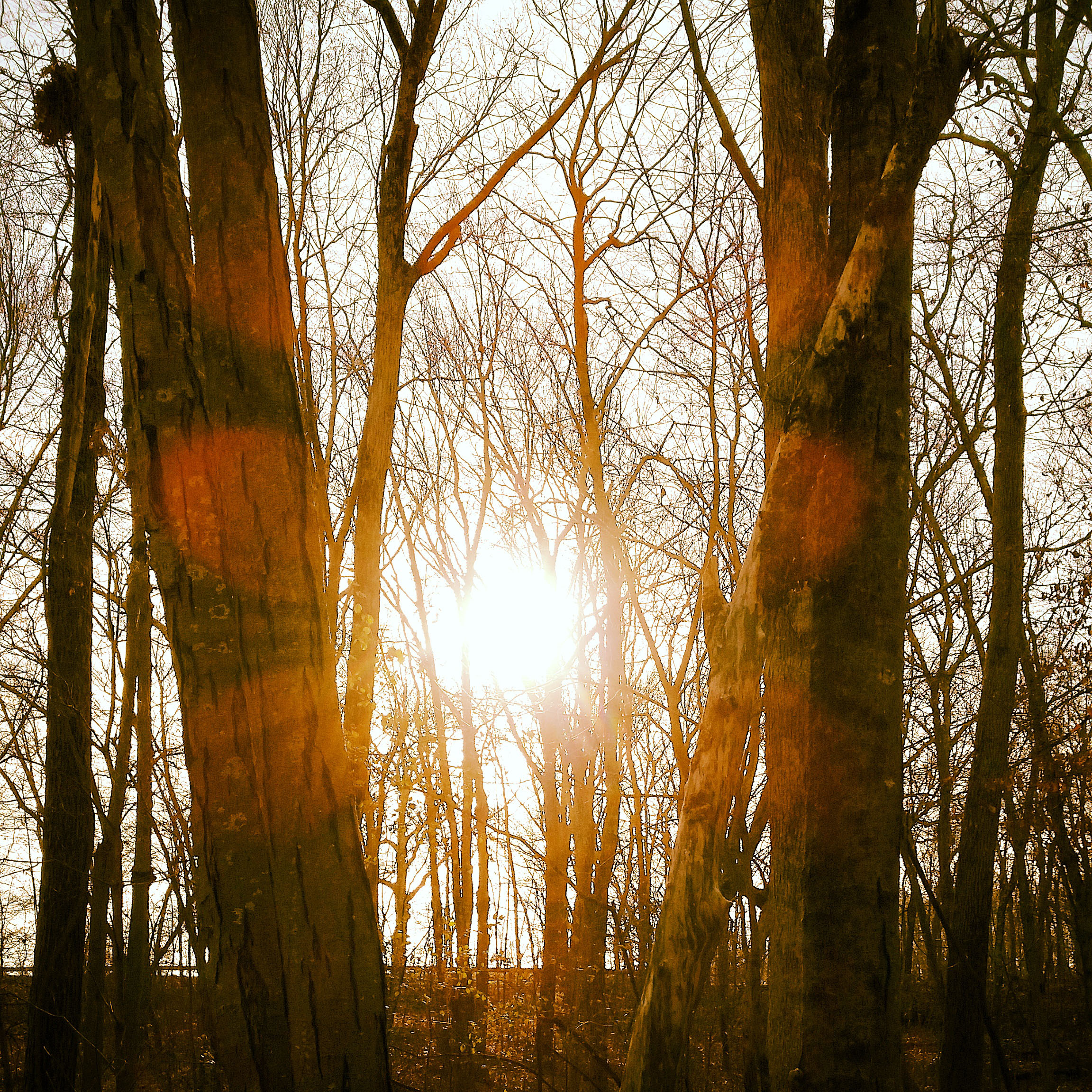 Hathor Ramble - Anthony Teth